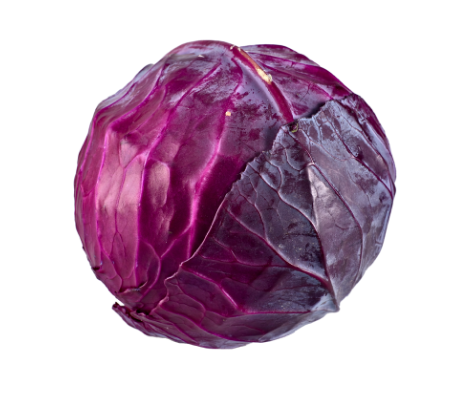 כרוב סגול – shivukhapardes